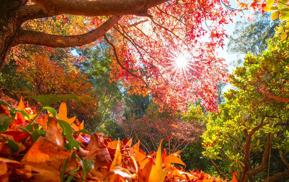 The Five Icons of Autumn in the Adelaide Hills | Adelaide Hills Tourism